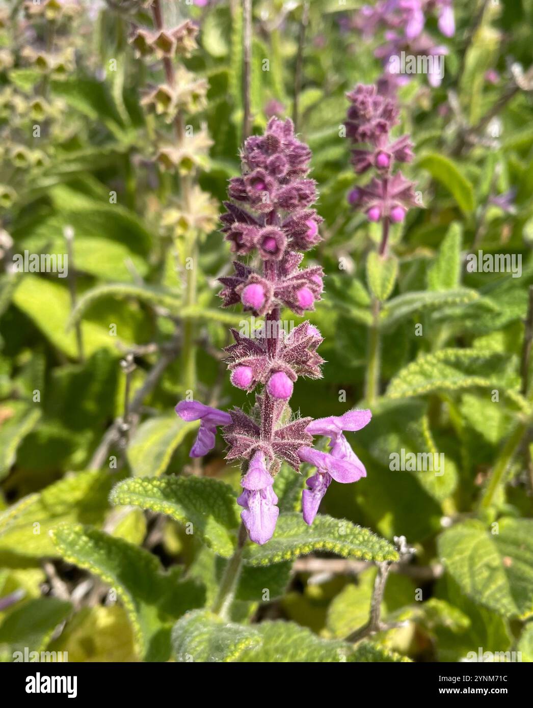 California Hedge Nettle (Stachys bullata Stock Photo - Alamy