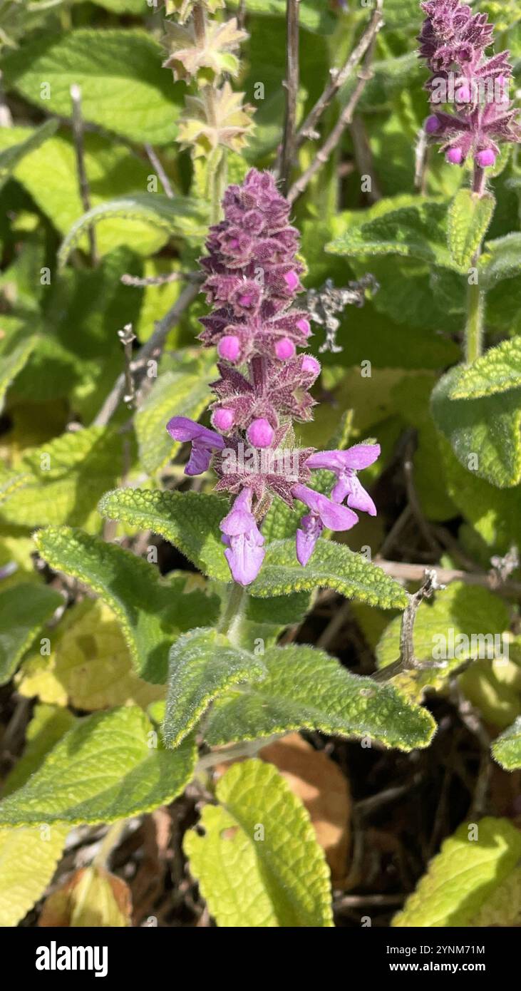 California Hedge Nettle (Stachys bullata Stock Photo - Alamy