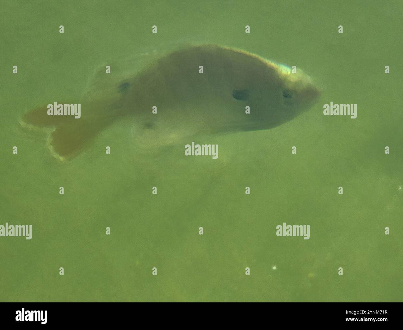 Coppernose Bluegill (Lepomis macrochirus purpurascens Stock Photo - Alamy