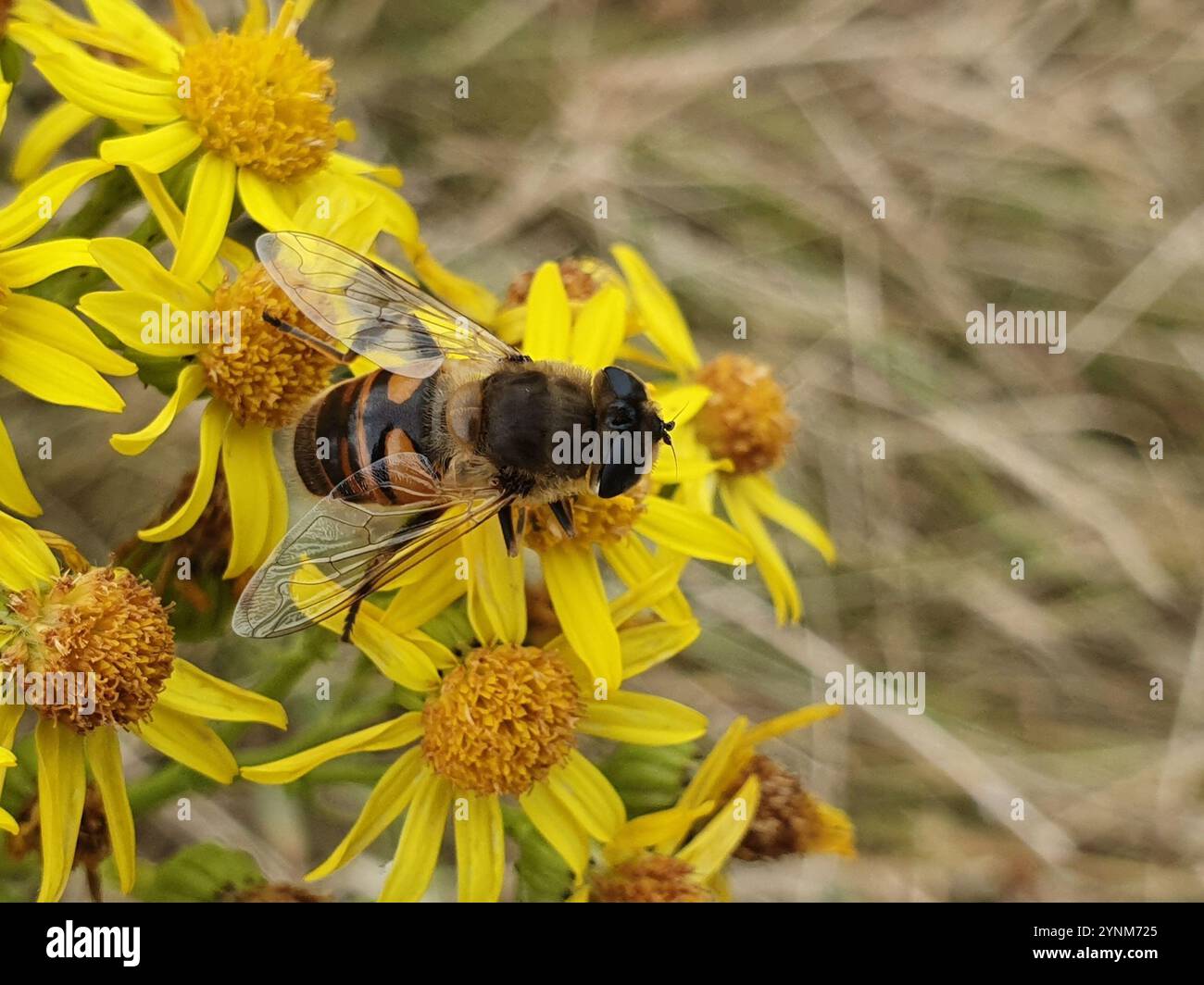 Common Drone Fly (Eristalis tenax Stock Photo - Alamy