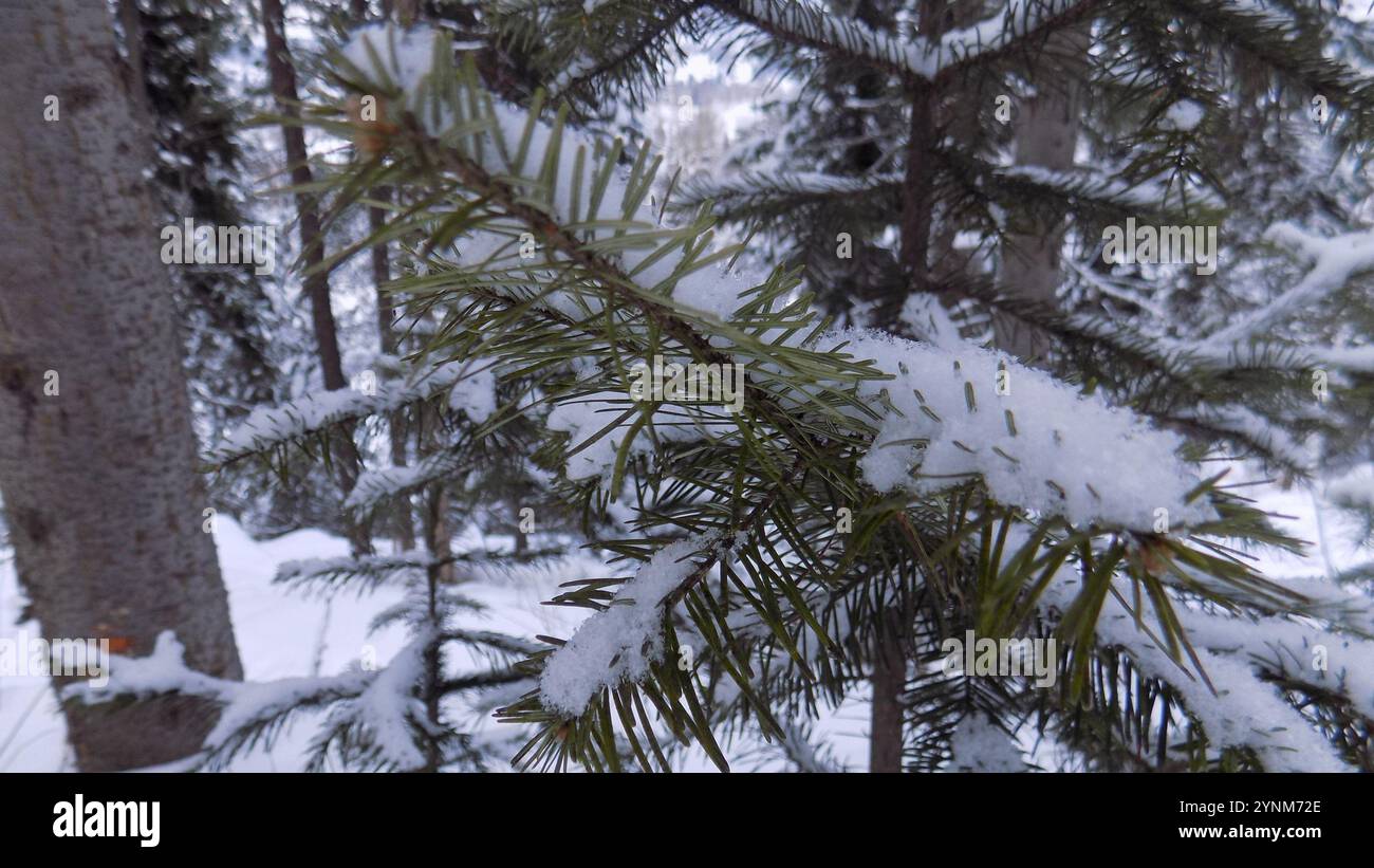Siberian fir (Abies sibirica Stock Photo - Alamy