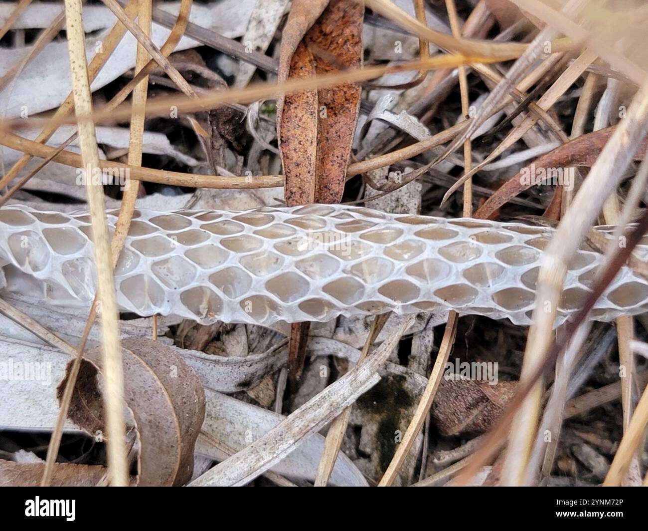 Colubrine Snakes (Colubrinae Stock Photo - Alamy