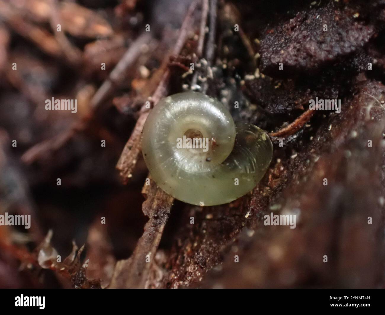 Common Land Snails and Slugs (Stylommatophora Stock Photo - Alamy