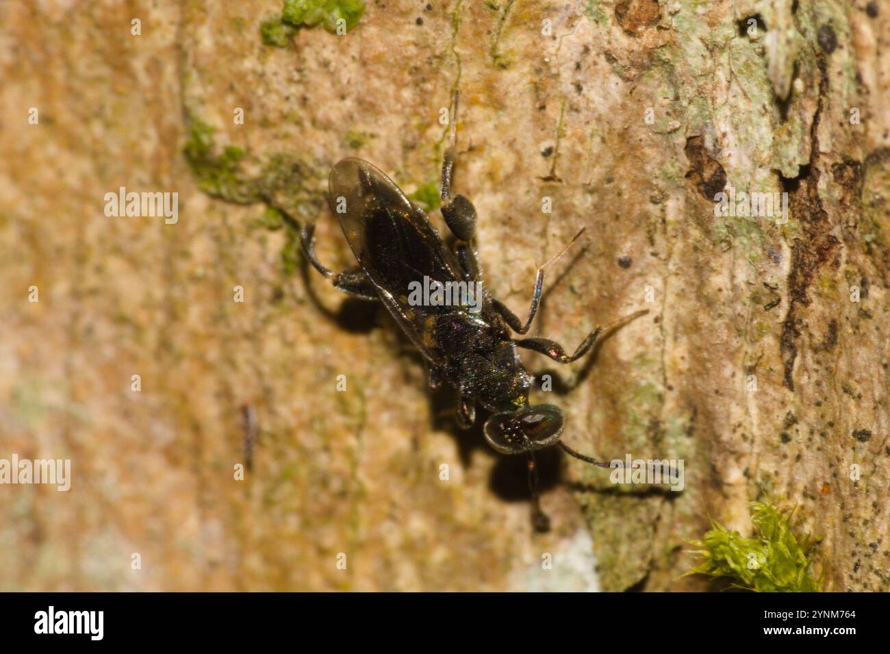 Chalcidoid Wasps (Chalcidoidea Stock Photo - Alamy