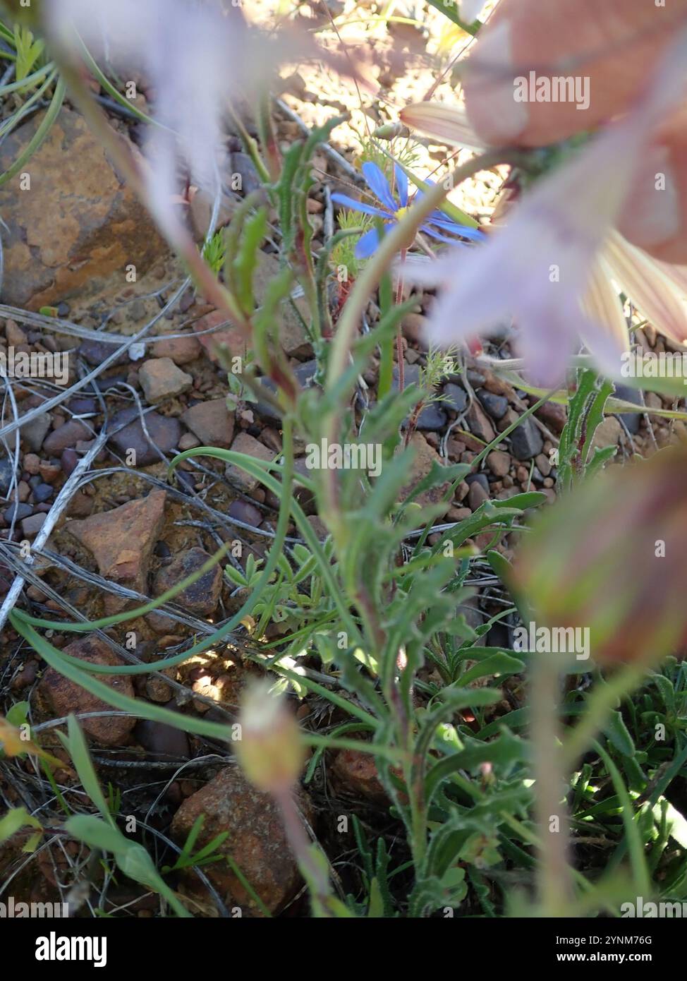 African oxeye (Dimorphotheca nudicaulis Stock Photo - Alamy