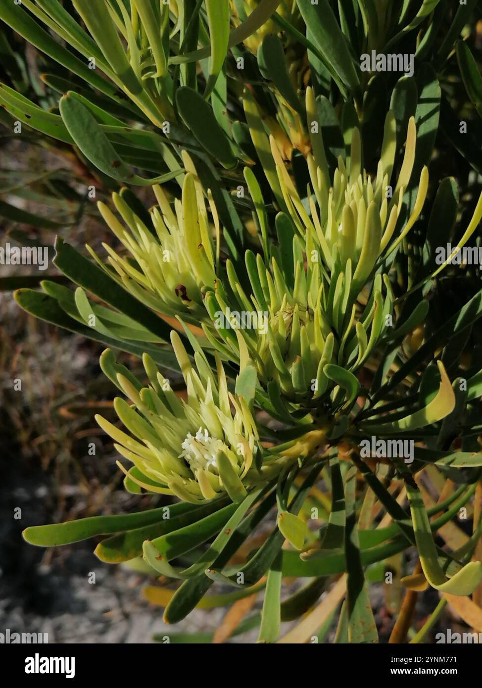 Broadleaf Featherbush (Aulax umbellata Stock Photo - Alamy