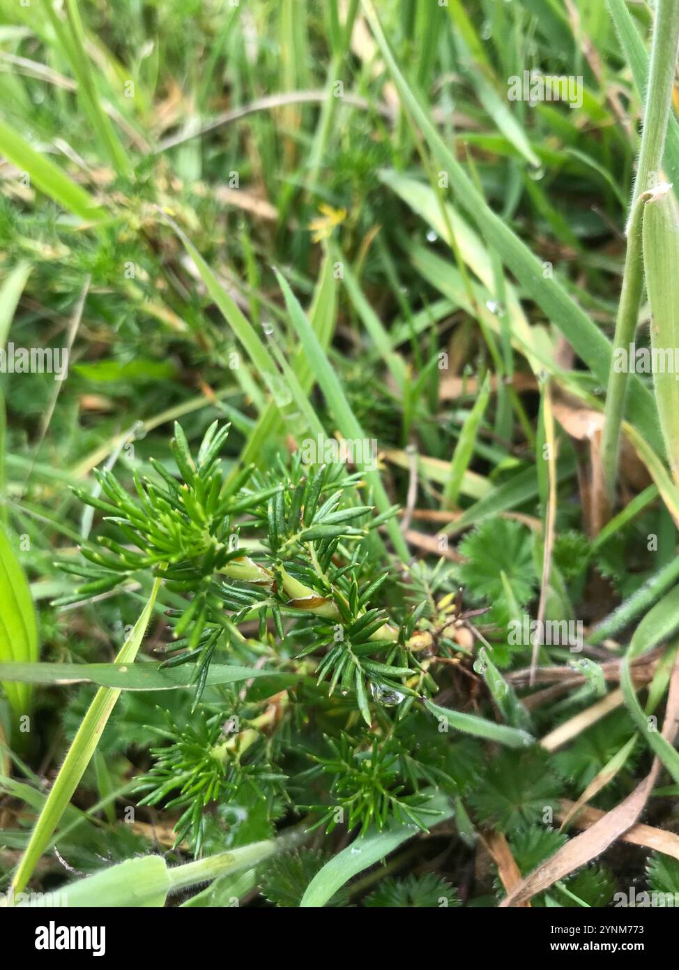 Pearl fruit (Margyricarpus pinnatus Stock Photo - Alamy