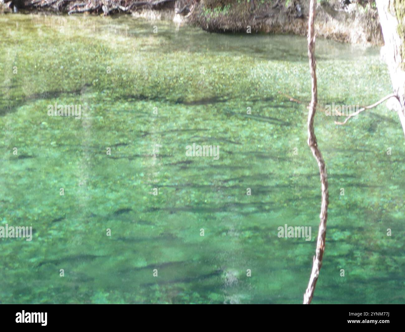 Atlantic Tarpon (Megalops atlanticus Stock Photo - Alamy