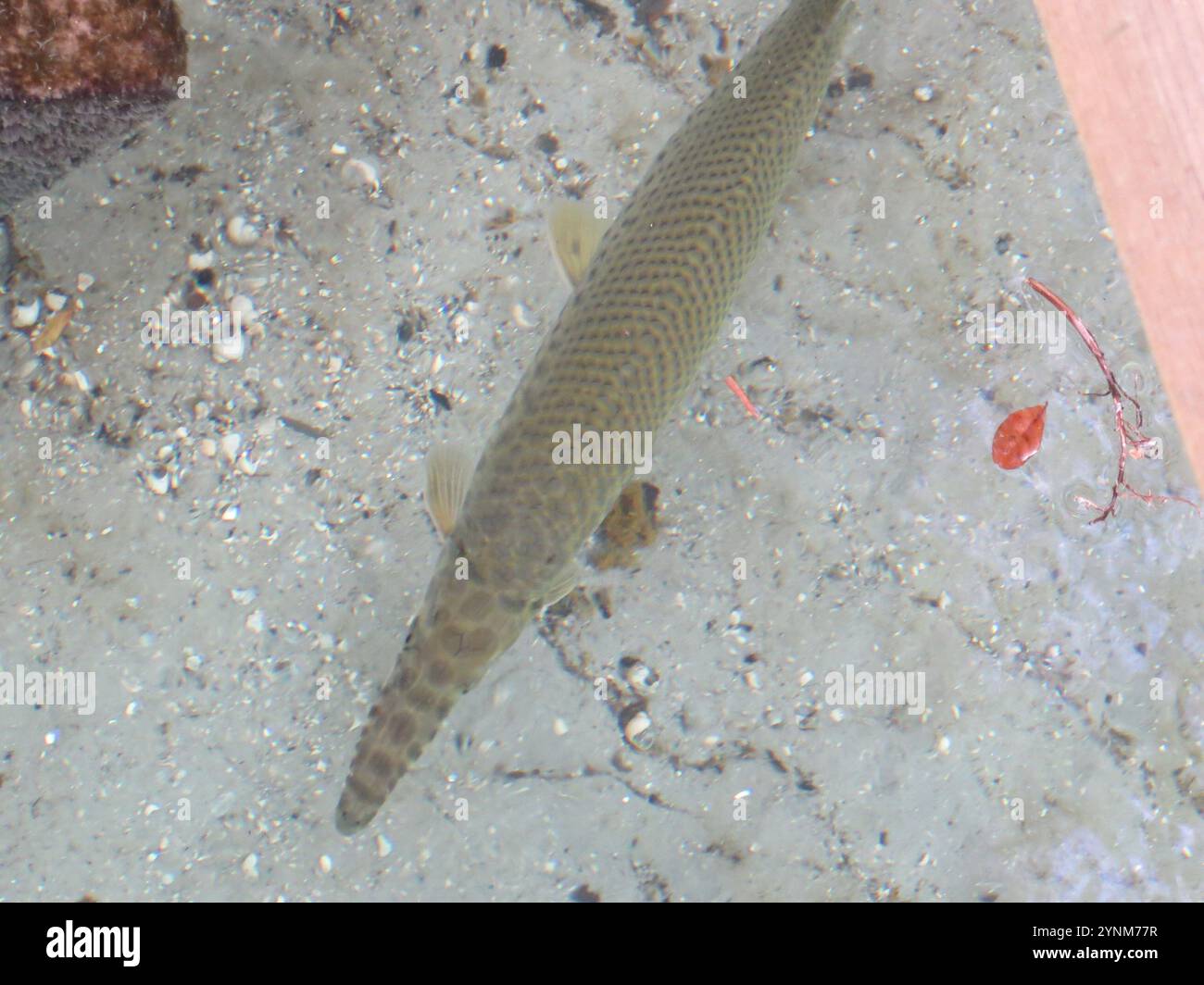 Florida Gar (Lepisosteus platyrhincus Stock Photo - Alamy