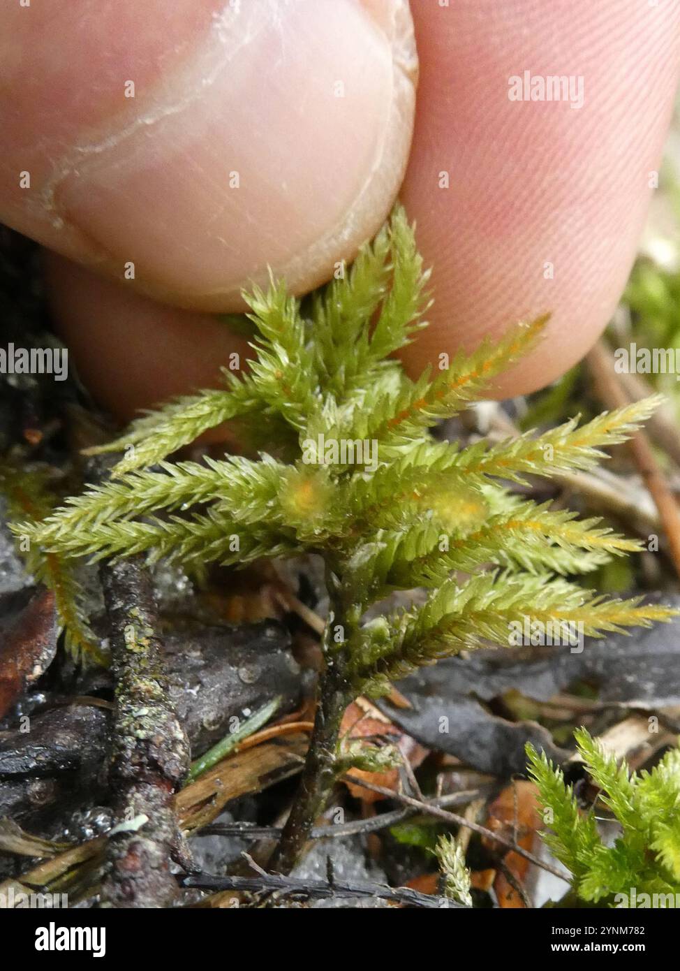 Climacium hi-res stock photography and images - Alamy