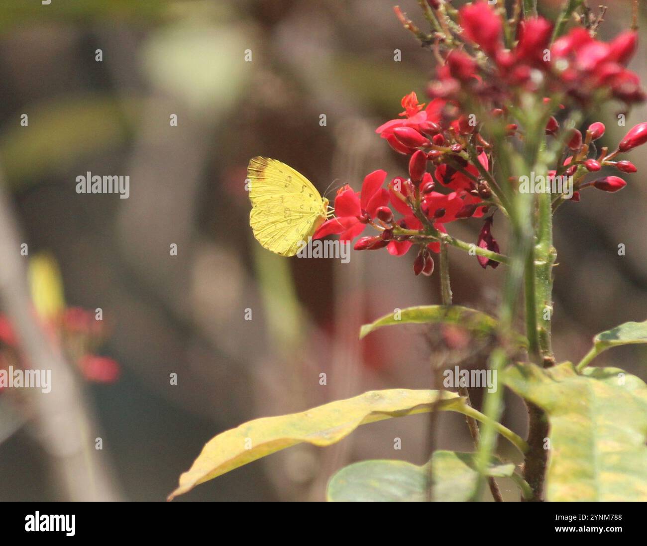 Three-spotted Grass Yellow (Eurema blanda Stock Photo - Alamy
