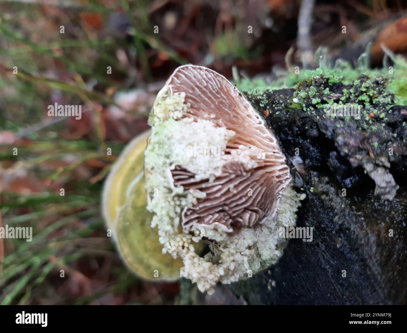Gilled Polypore (Trametes betulina Stock Photo - Alamy