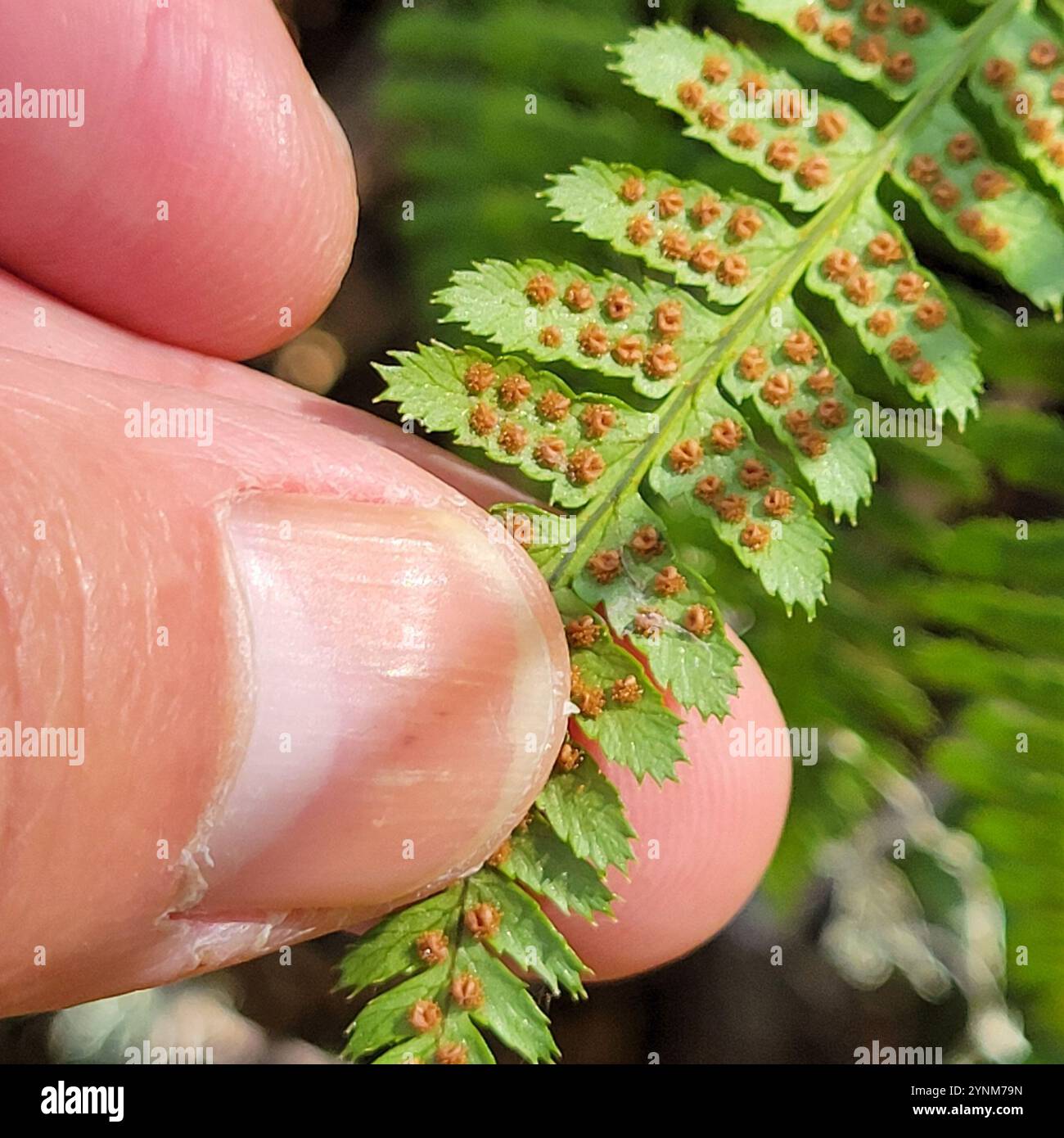 coastal woodfern (Dryopteris arguta Stock Photo - Alamy