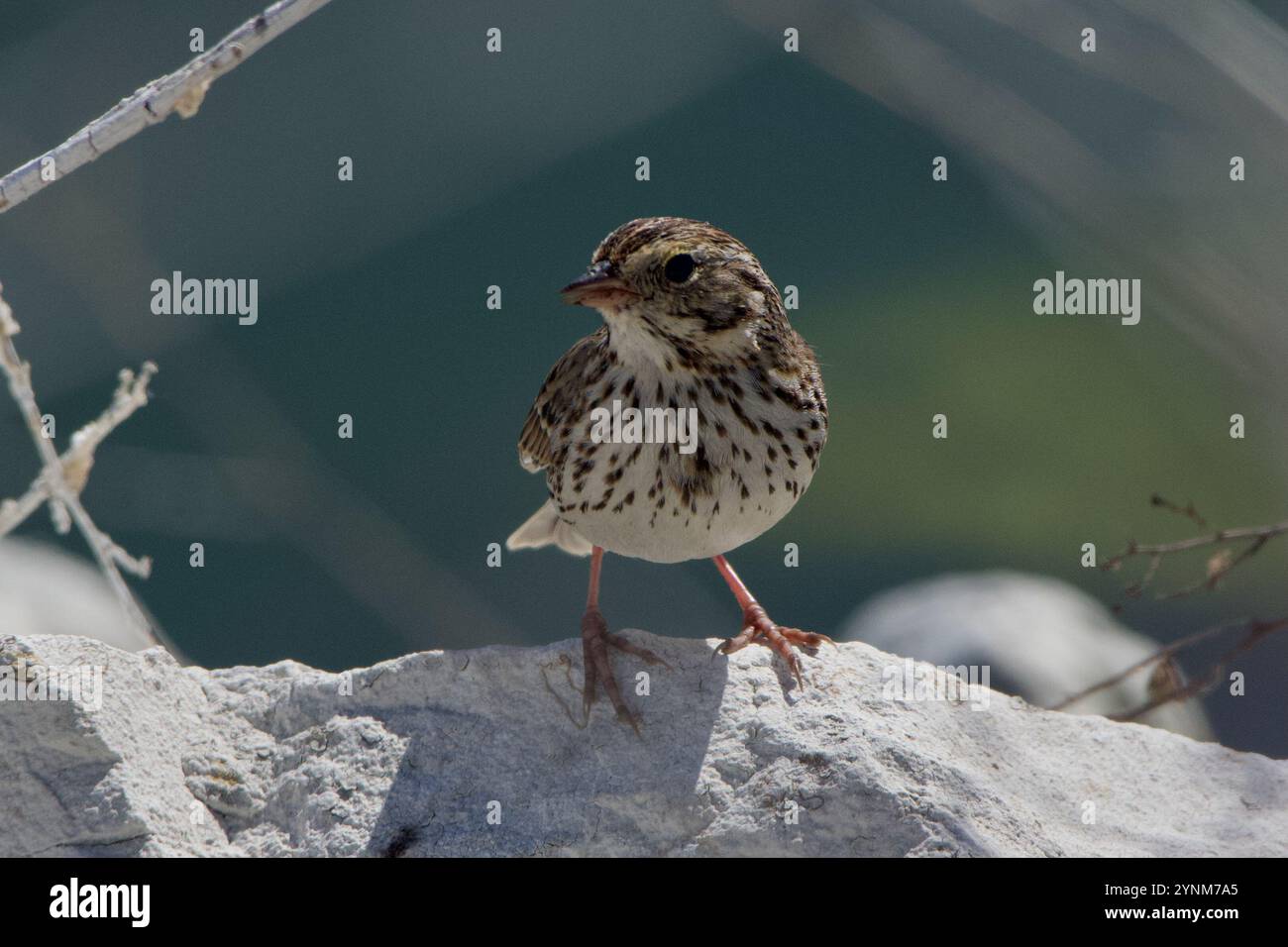 Savannah Sparrow (Passerculus sandwichensis Stock Photo - Alamy