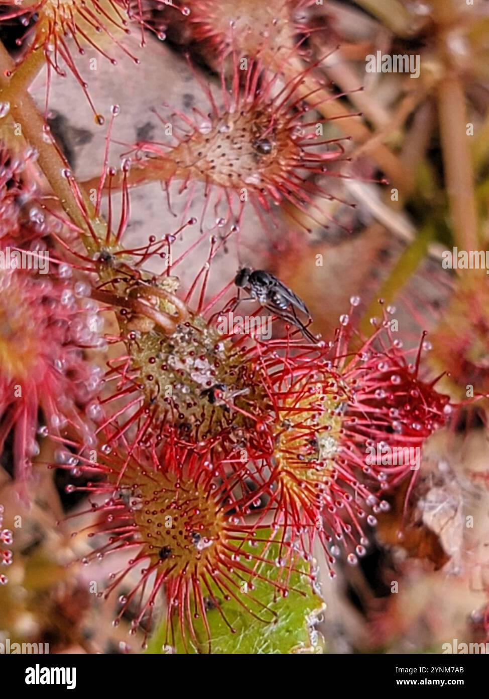 Pink Sundew (Drosera capillaris Stock Photo - Alamy