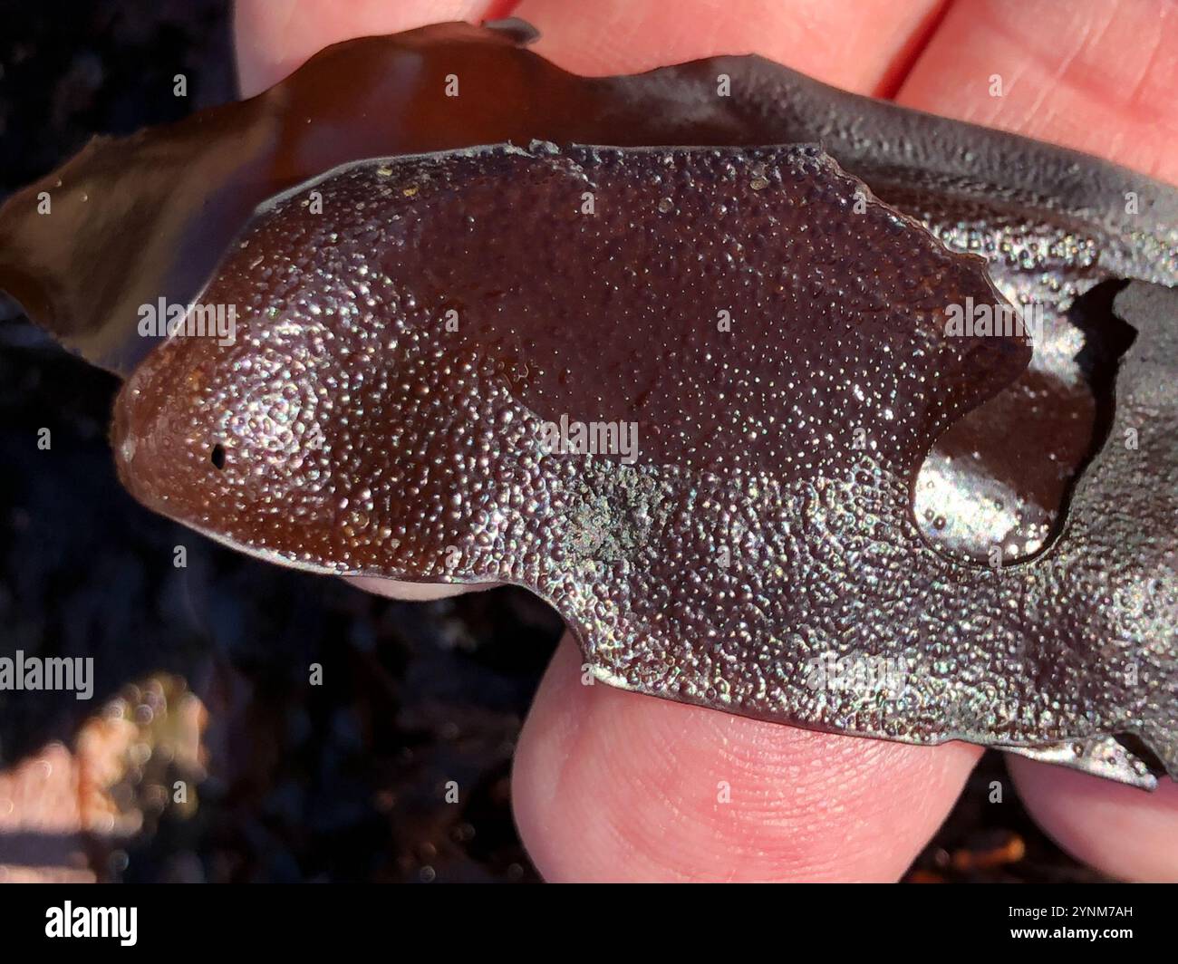 encrusting red algae (Mastocarpus Stock Photo - Alamy