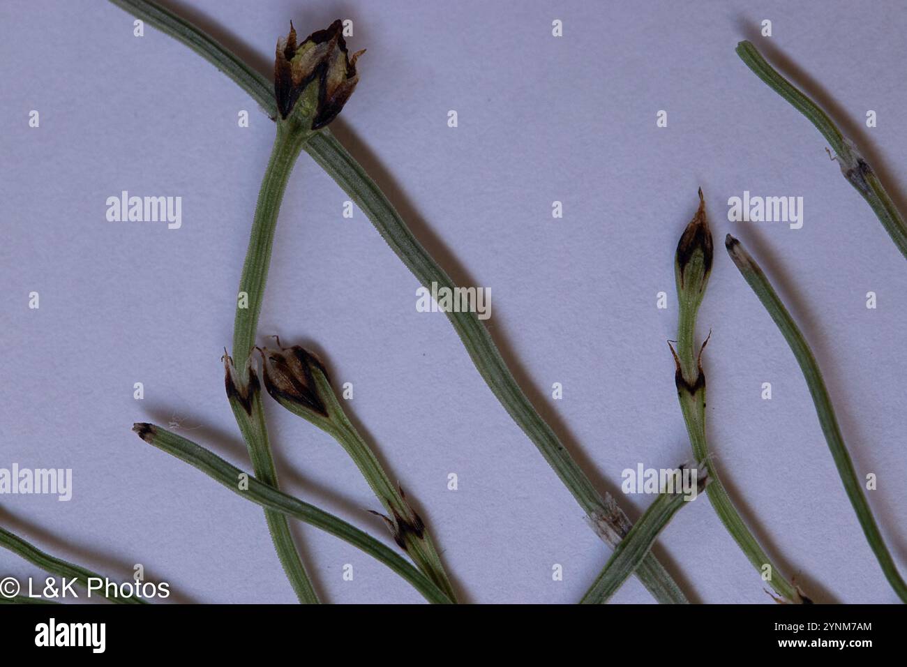 dwarf horsetail (Equisetum scirpoides Stock Photo - Alamy