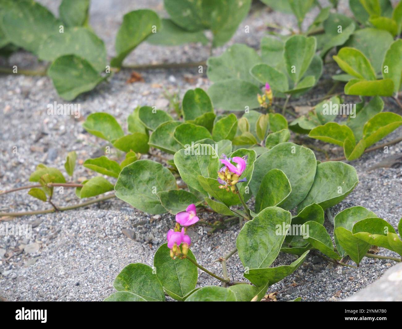 Beach Bean (Canavalia rosea Stock Photo - Alamy