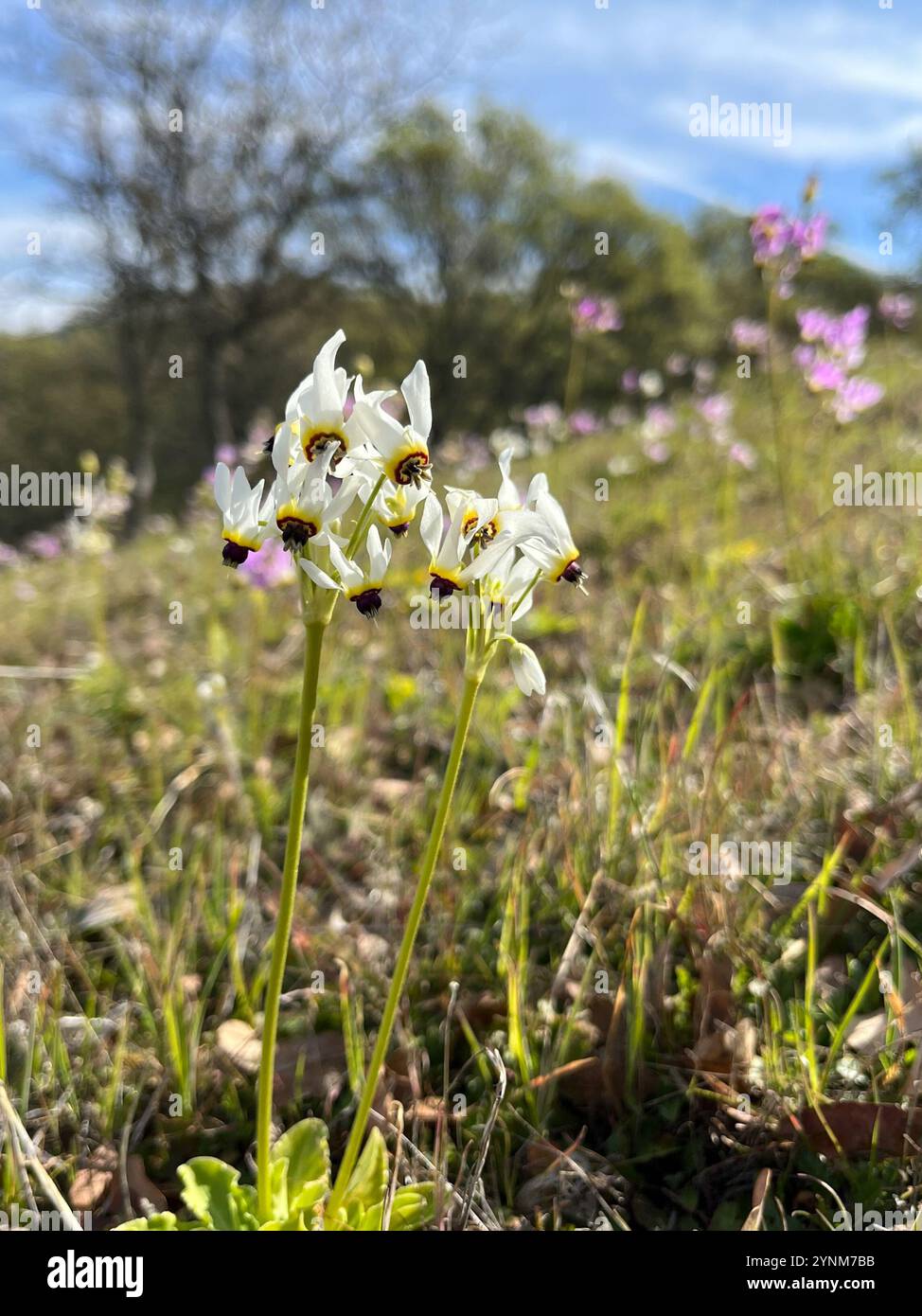 Padre's Shooting Star (Primula clevelandii Stock Photo - Alamy