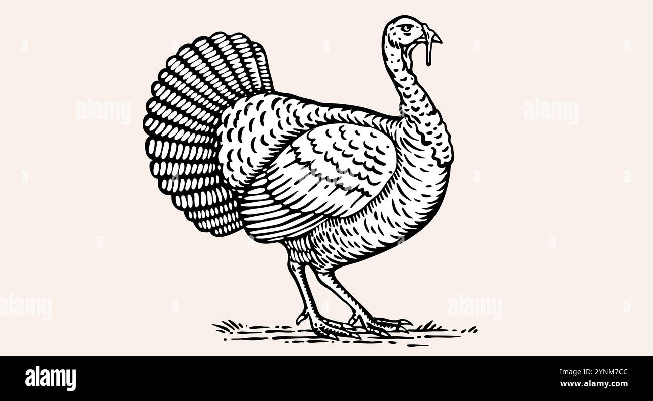 Turkey. Vintage retro print Stock Vector Image & Art - Alamy