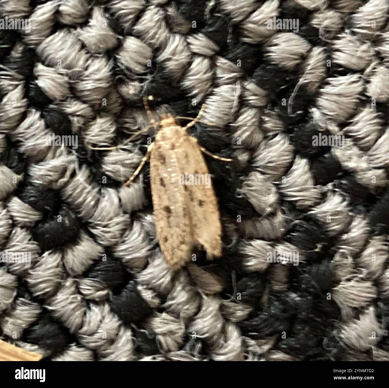 Brown House Moth (Hofmannophila pseudospretella Stock Photo - Alamy