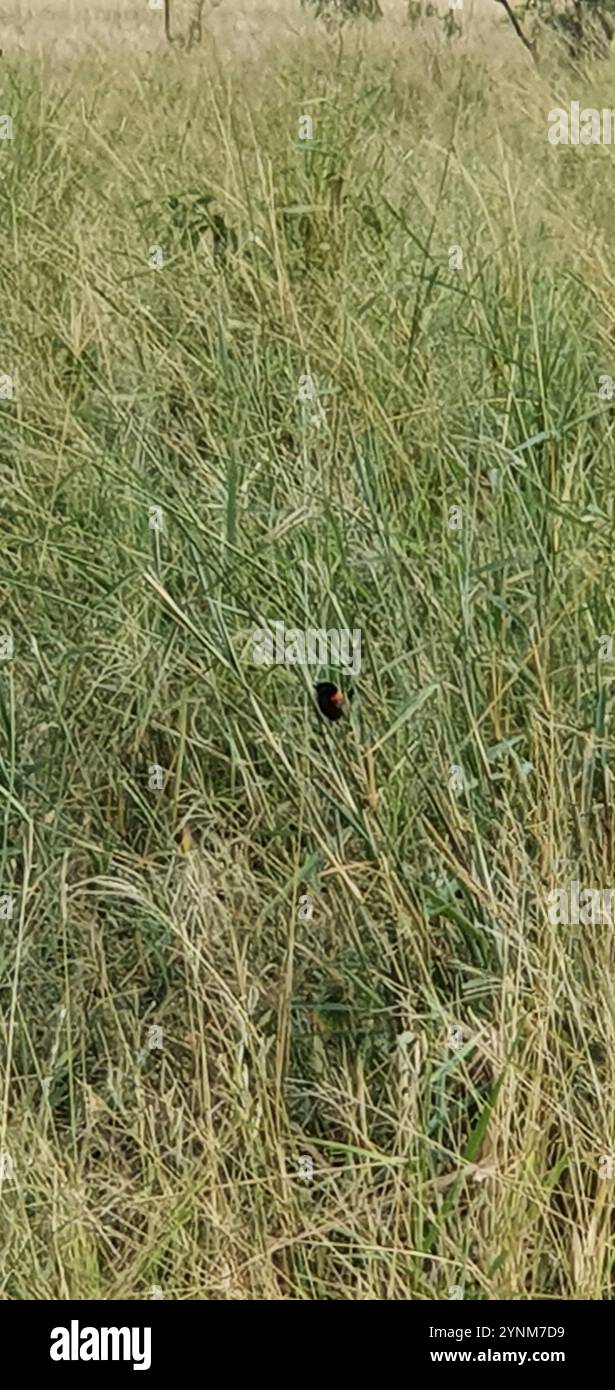 Red-backed Fairywren (Malurus melanocephalus Stock Photo - Alamy