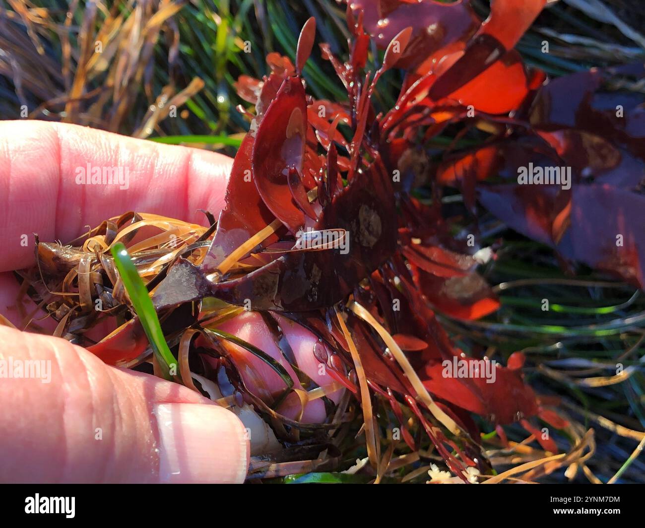 Bleach Weed (Prionitis sternbergii Stock Photo - Alamy
