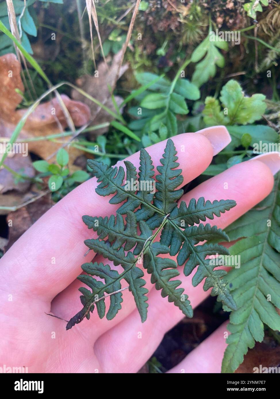 goldback fern (Pentagramma triangularis Stock Photo - Alamy