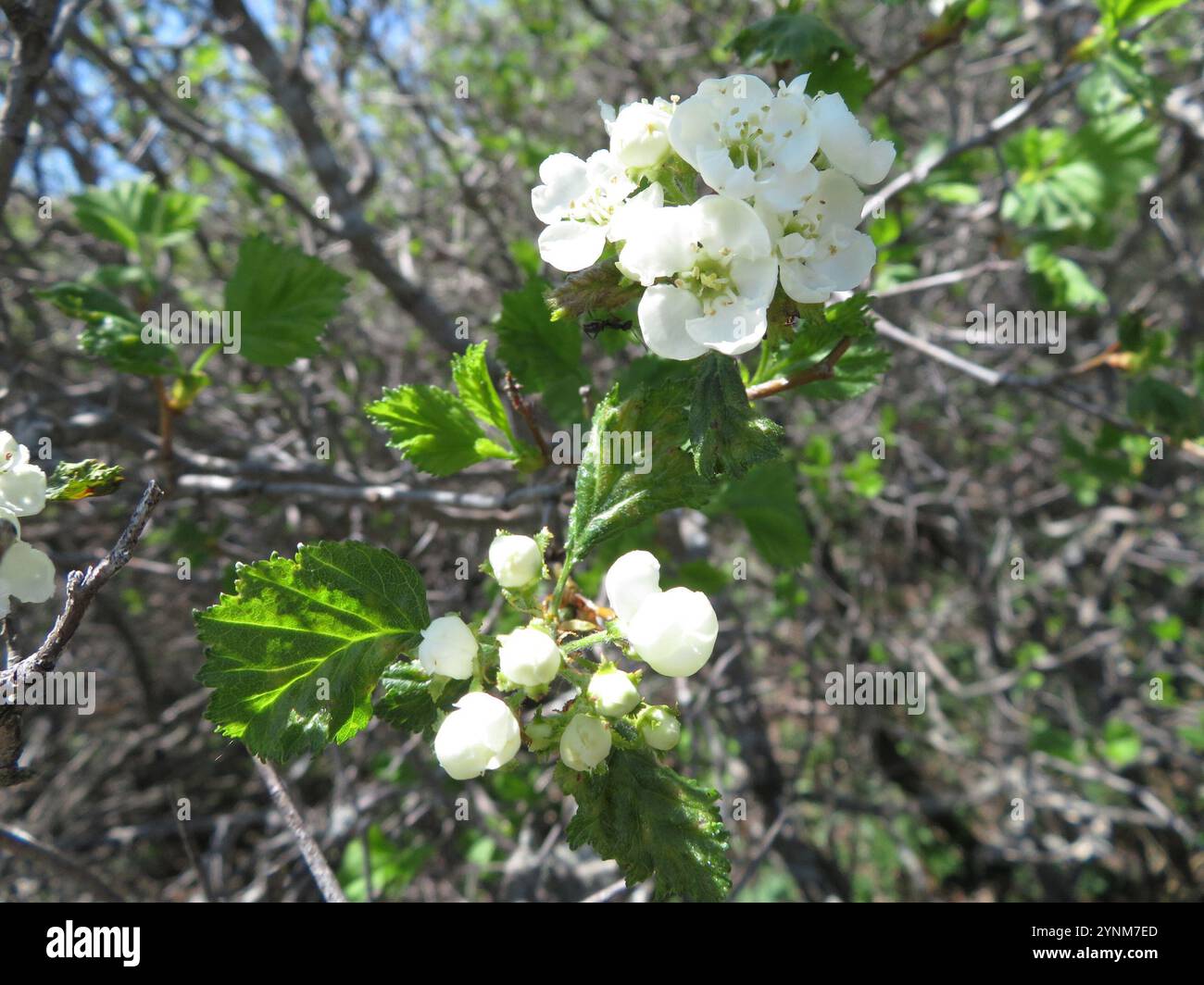 fireberry hawthorn (Crataegus chrysocarpa Stock Photo - Alamy