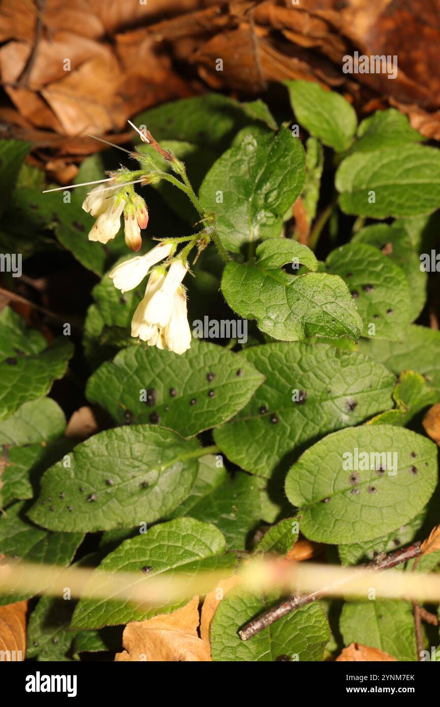 Creeping Comfrey (Symphytum grandiflorum Stock Photo - Alamy