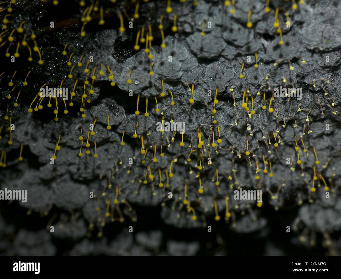 slime molds (Mycetozoa Stock Photo - Alamy