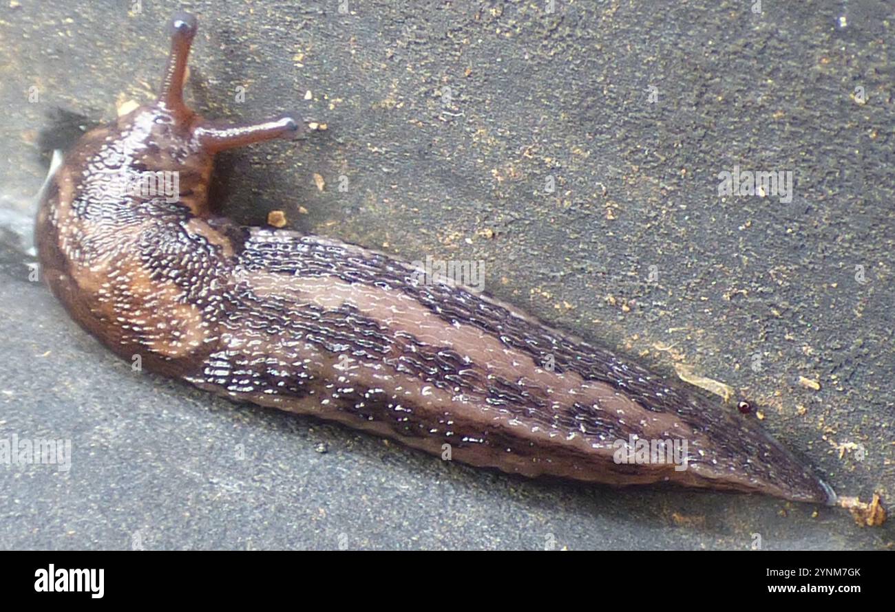 Leopard Slug (Limax maximus Stock Photo - Alamy