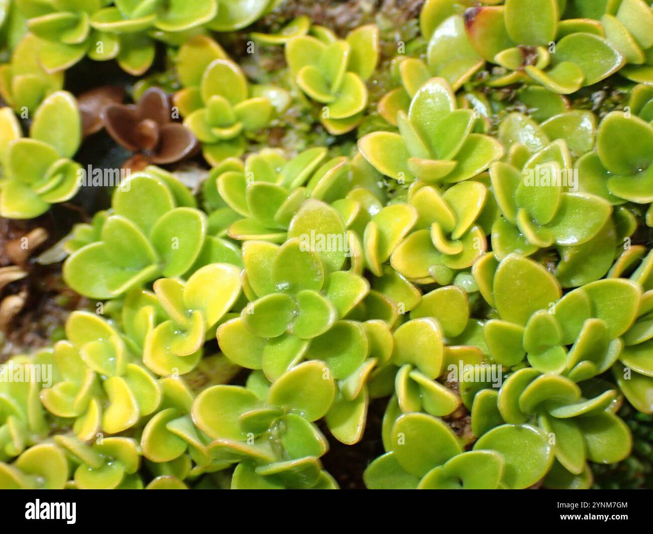 Creeping Coprosma (Coprosma perpusilla Stock Photo - Alamy