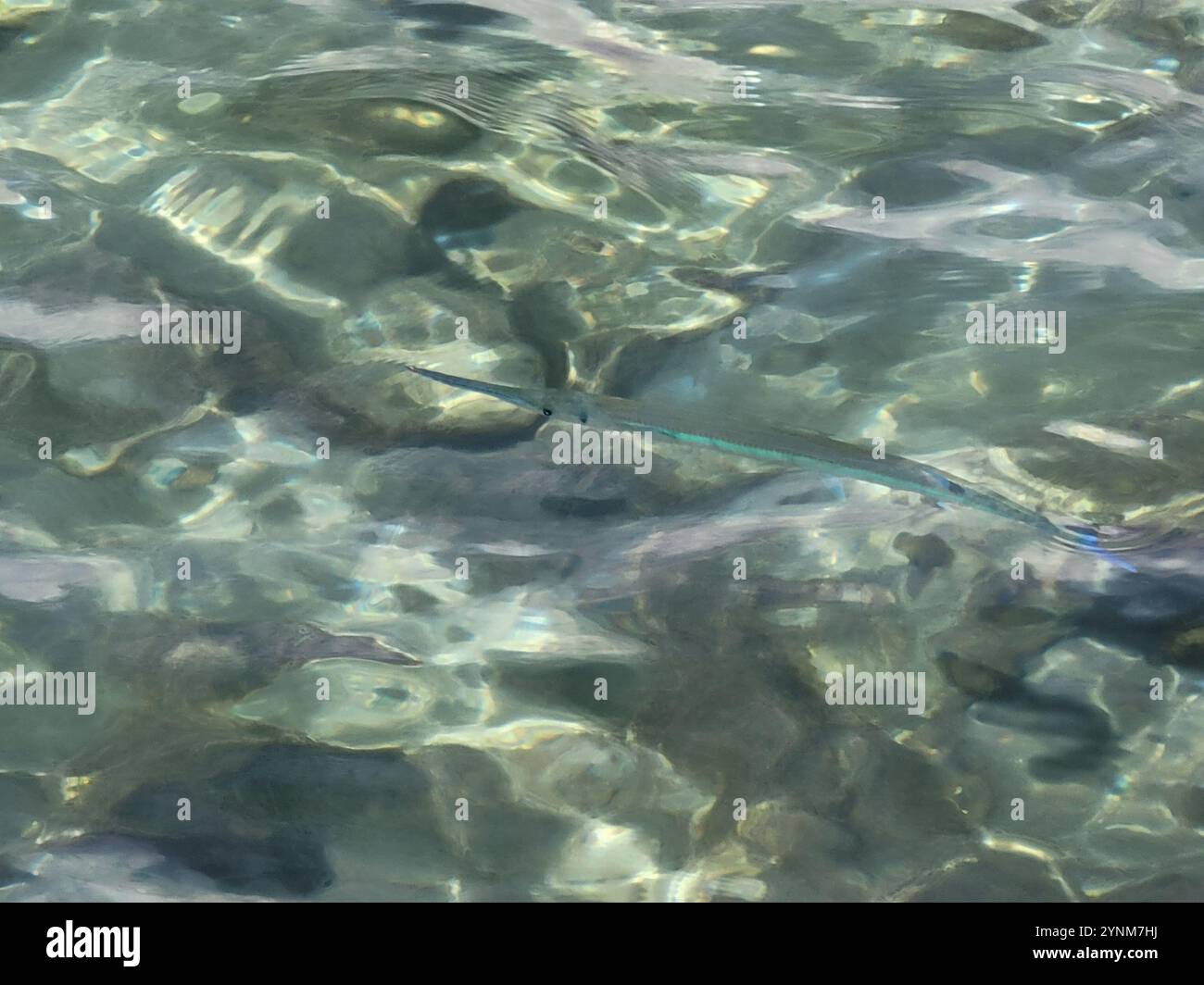 Houndfish hi-res stock photography and images - Alamy