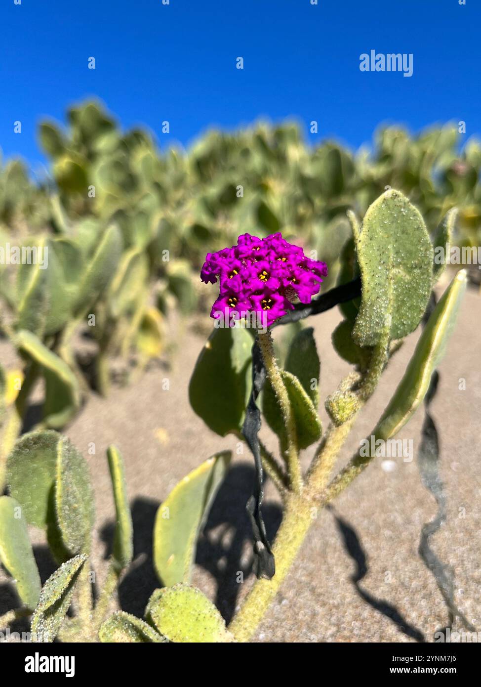 red sand-verbena (Abronia maritima Stock Photo - Alamy