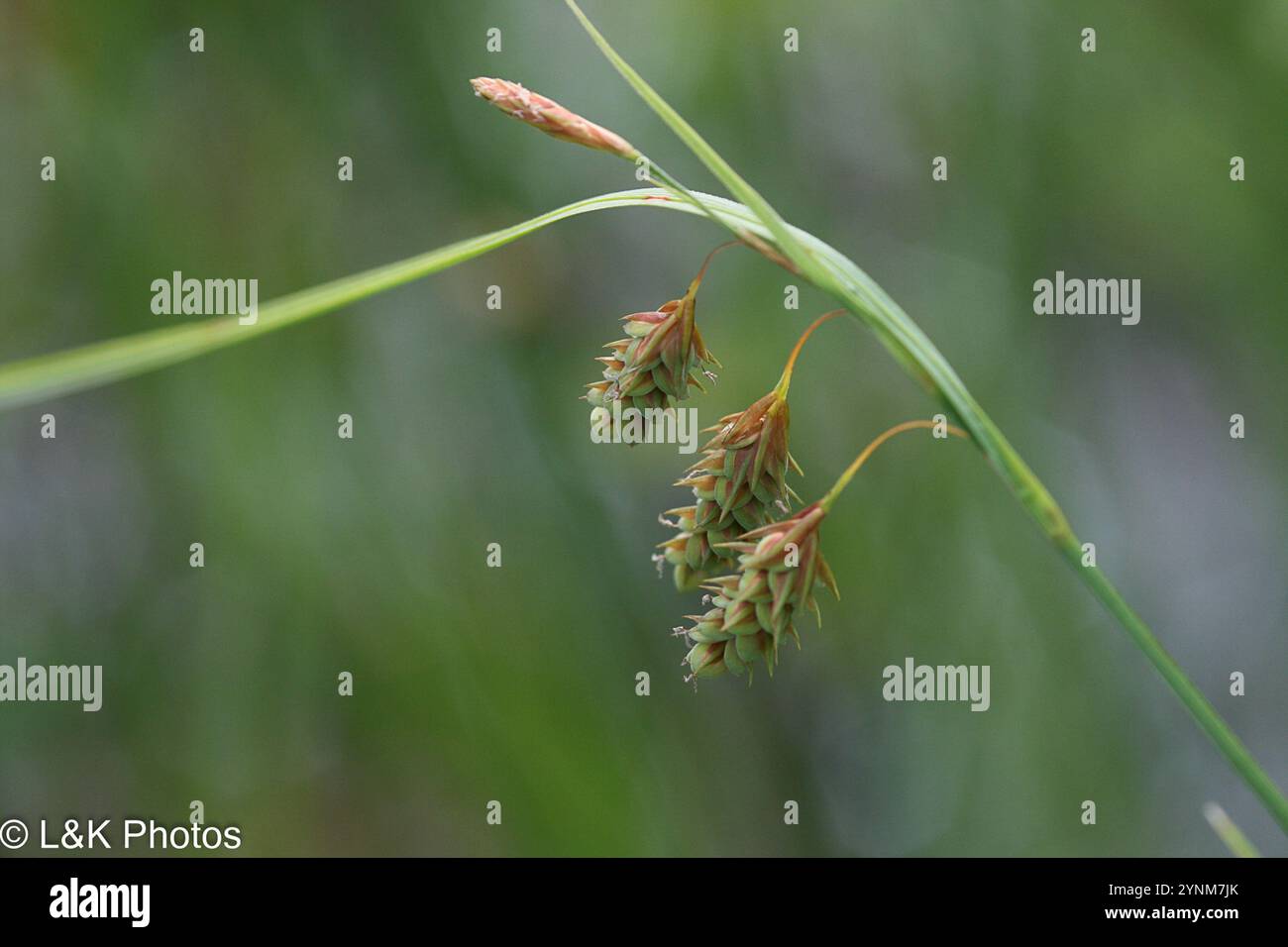 Tall Bog-sedge (Carex magellanica Stock Photo - Alamy