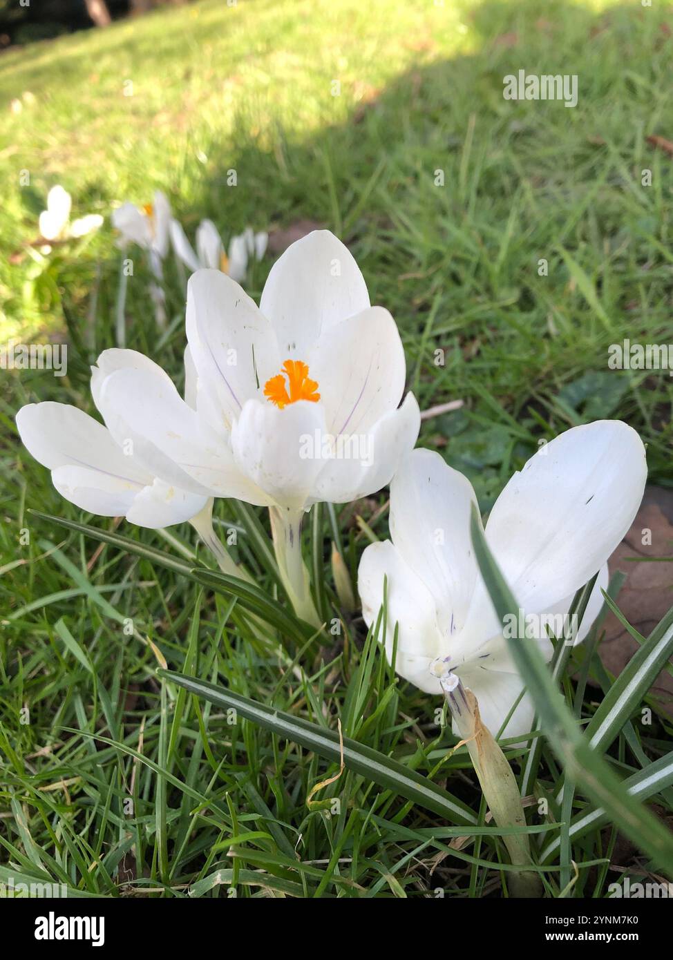Neapolitanus hi-res stock photography and images - Alamy