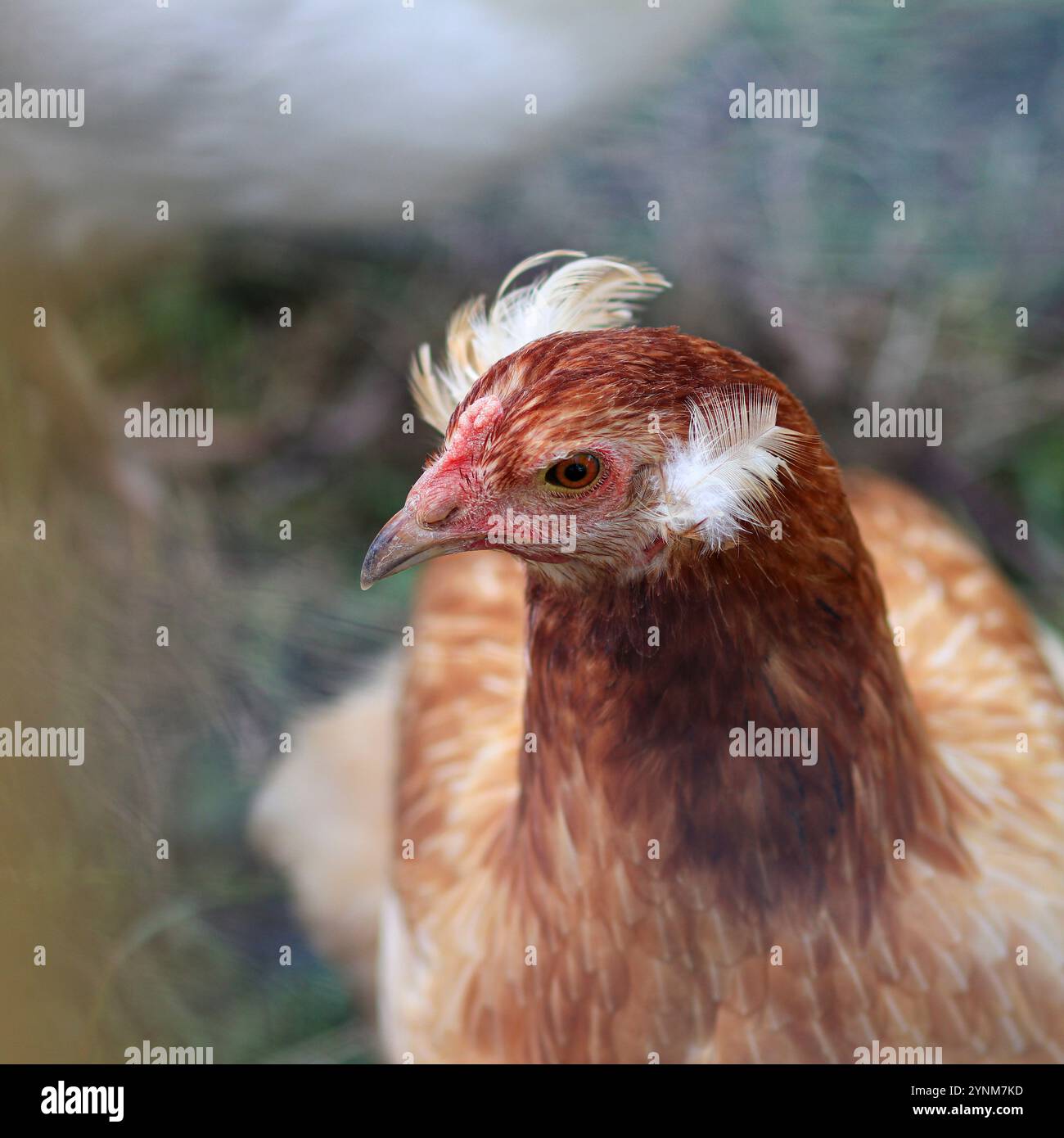 Ears feathers hi-res stock photography and images - Alamy