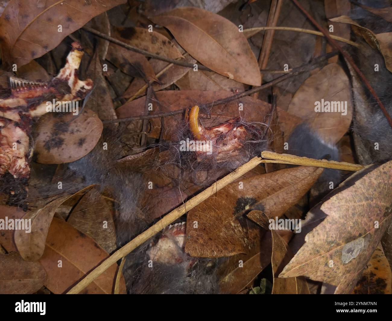 Round-tailed Muskrat (Neofiber alleni Stock Photo - Alamy