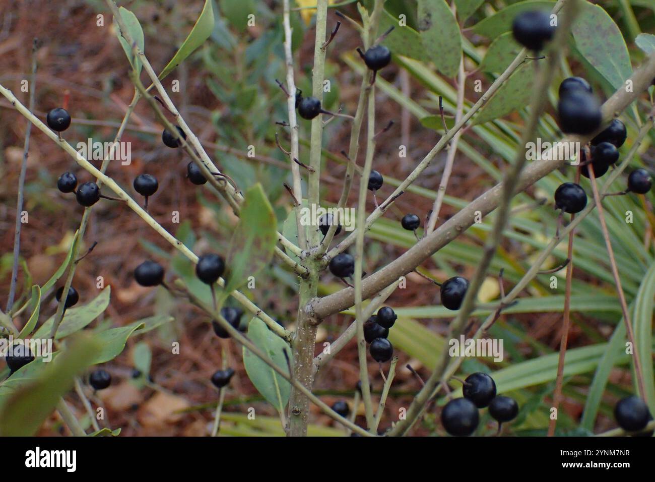 gallberry (Ilex glabra Stock Photo - Alamy