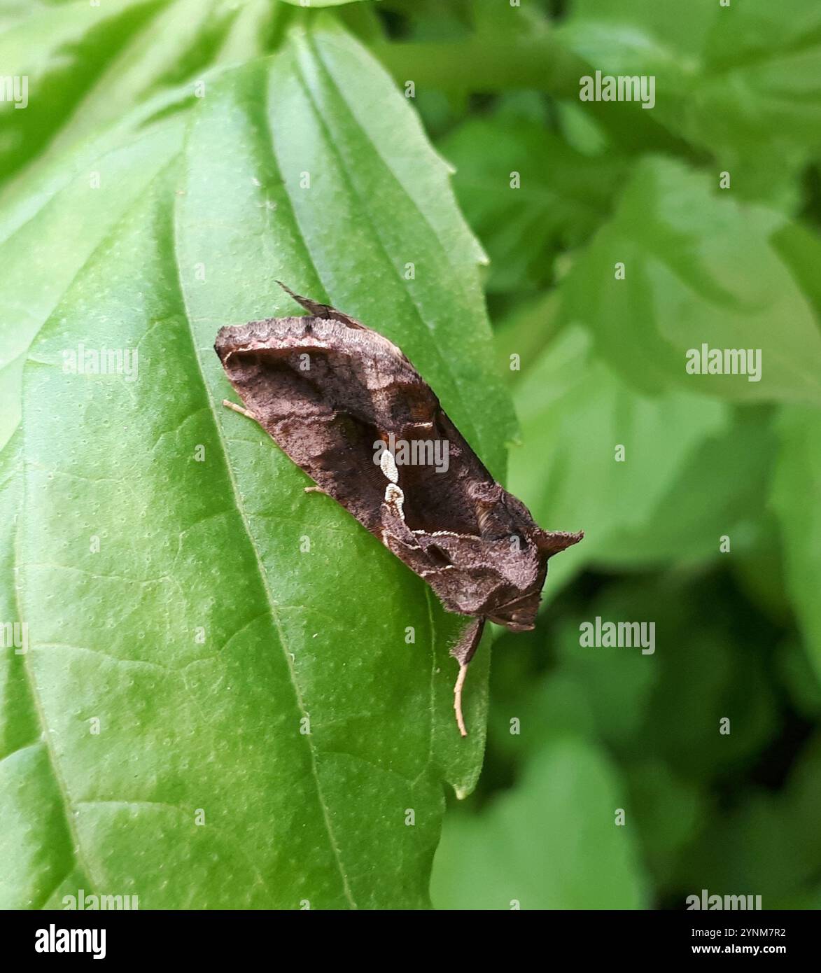 Green Garden Looper (Chrysodeixis eriosoma Stock Photo - Alamy