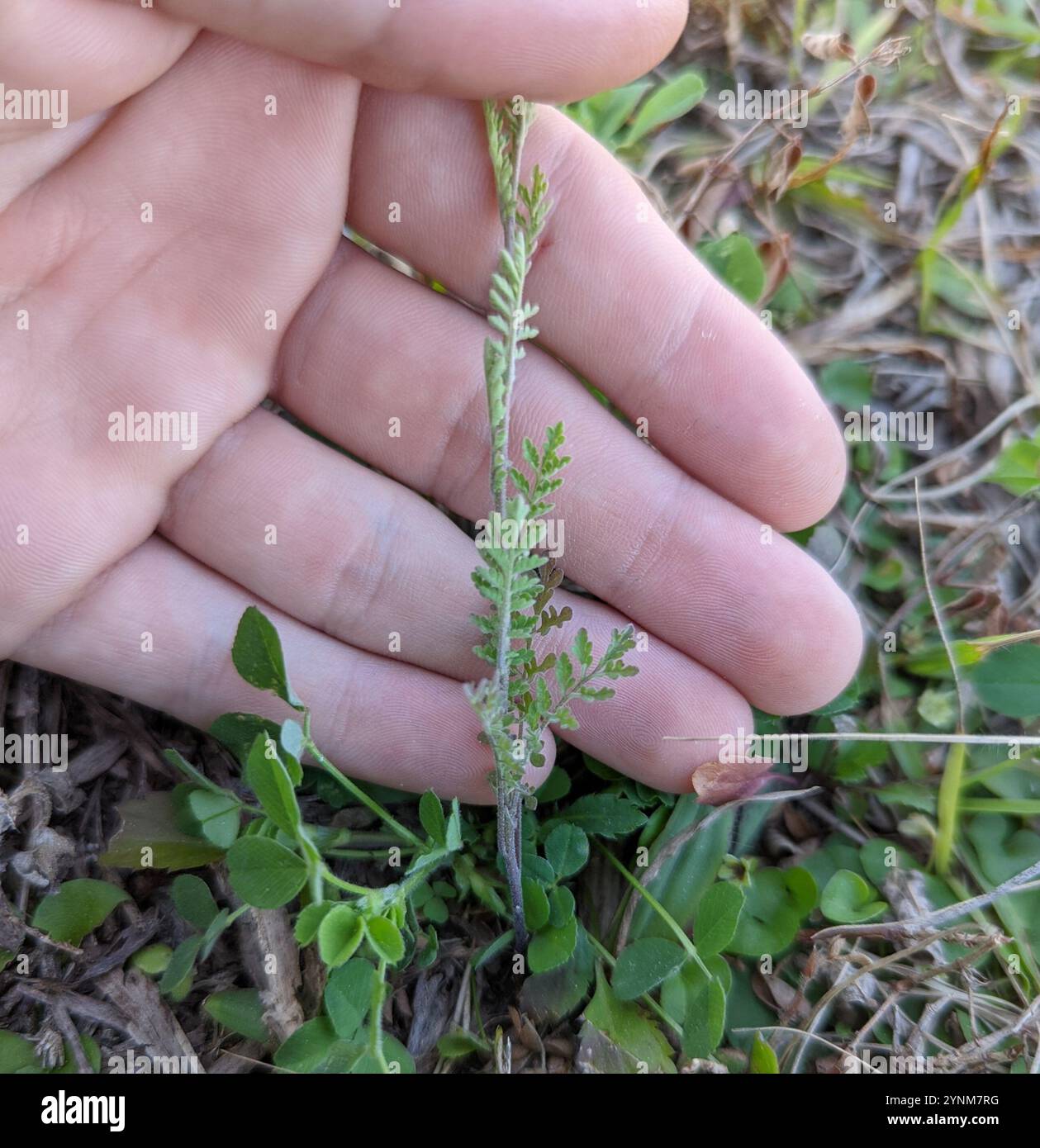 Western Tansymustard (Descurainia pinnata Stock Photo - Alamy