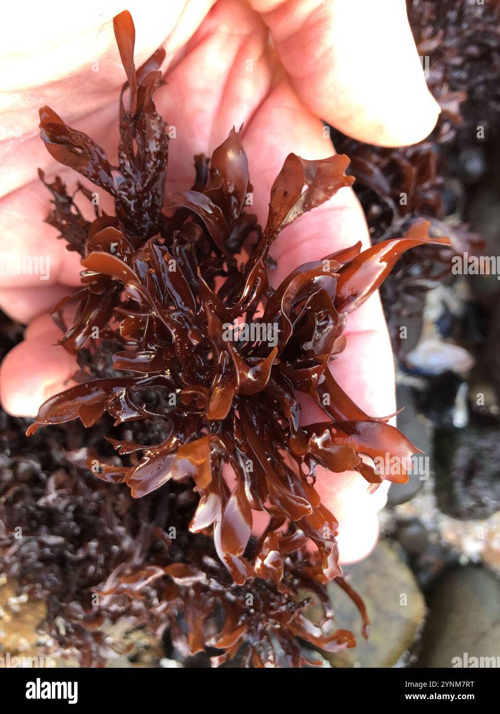 encrusting red algae (Mastocarpus Stock Photo - Alamy