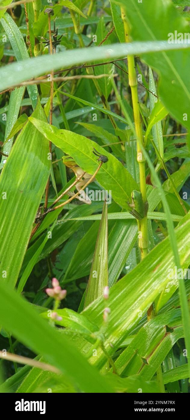 Eastern Dwarf Tree Frog (Litoria fallax Stock Photo - Alamy
