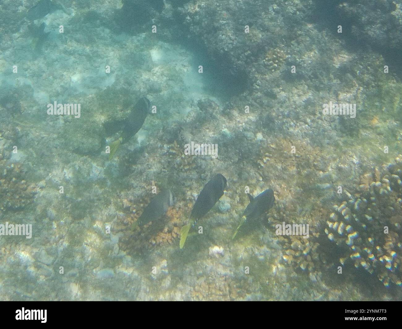 Razor Surgeonfish (Prionurus laticlavius Stock Photo - Alamy