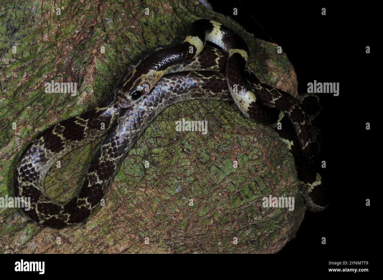 Malayan Bridal Snake (Lycodon subannulatus Stock Photo - Alamy