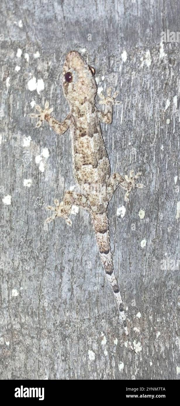 Tropical House Gecko (Hemidactylus mabouia Stock Photo - Alamy