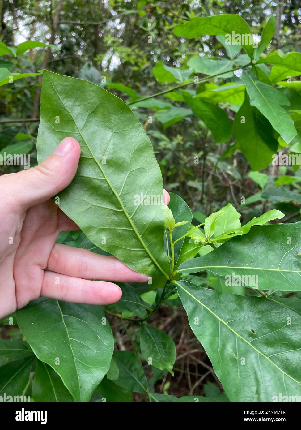 swamp laurel oak (Quercus laurifolia Stock Photo - Alamy