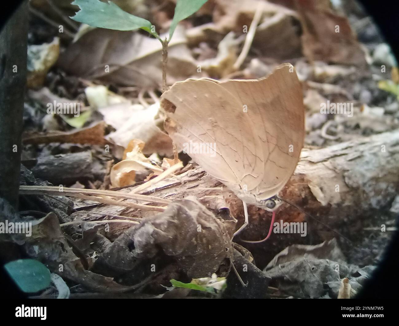 (Archaeoprepona demophon occidentalis Stock Photo - Alamy