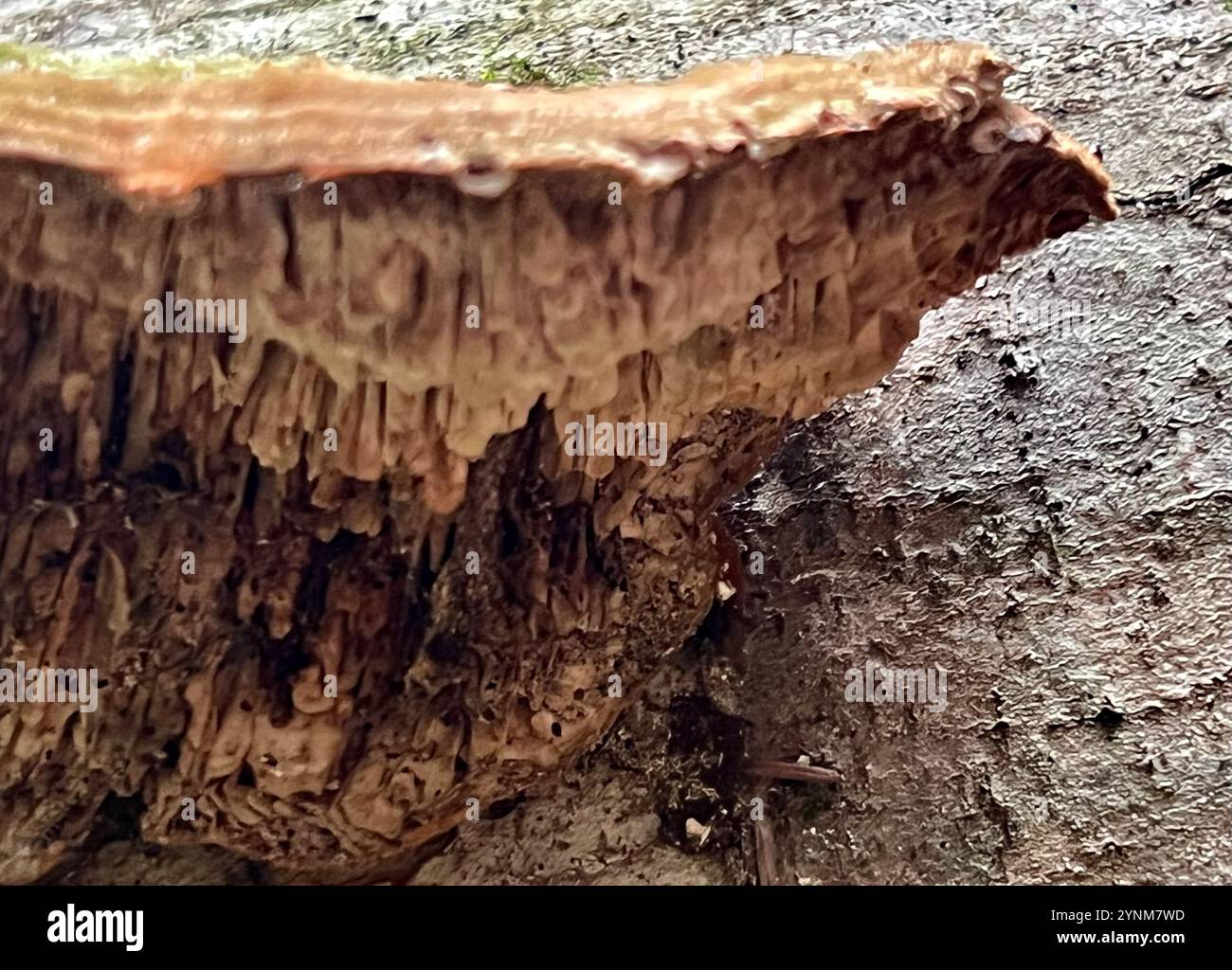 Gilled Polypore (Trametes betulina Stock Photo - Alamy